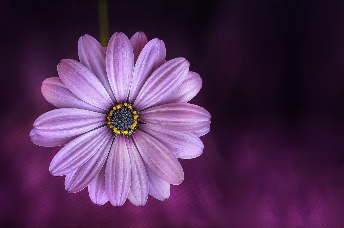 The Colour Purple – What Does it Have to Do with Gender Based Violence ...